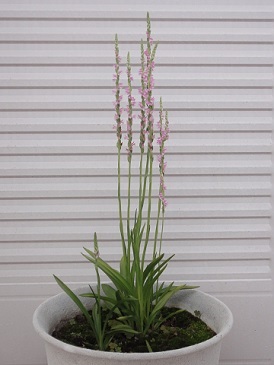 MISCELLANEOUS | 捩花