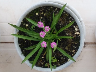 MISCELLANEOUS | 捩花